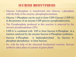 Starch & sucrose metabolism.pdf