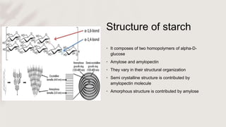 study and identification of starch | PPTX