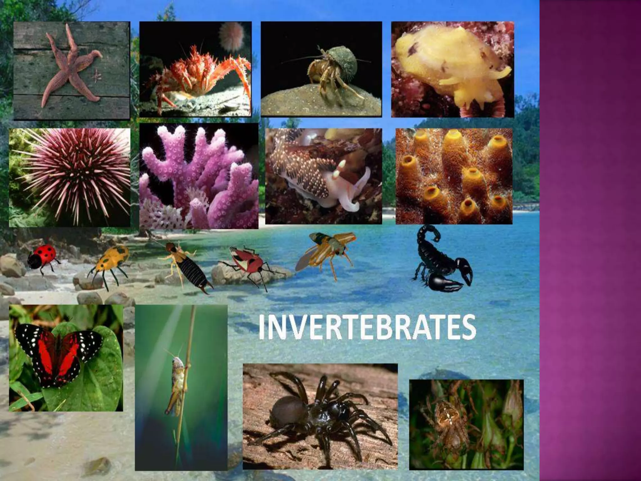 INVERTEBRATES | PPTX