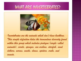INVERTEBRATES | PPTX