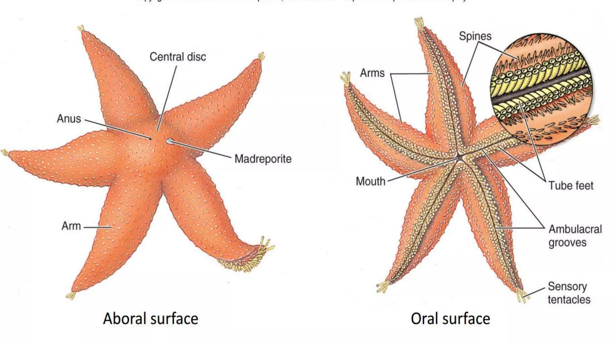 star fish.pptx