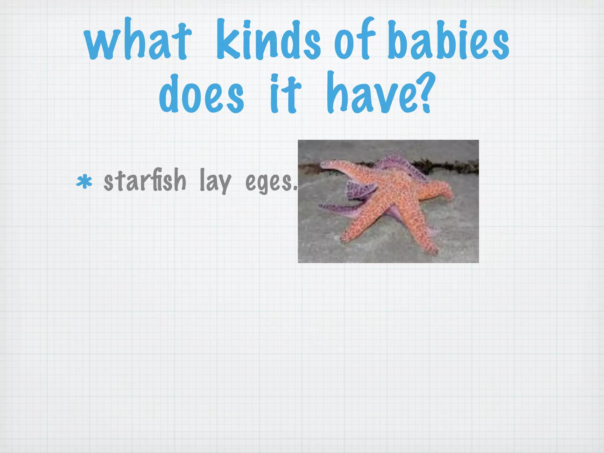 Starfish By Isaac | KEY