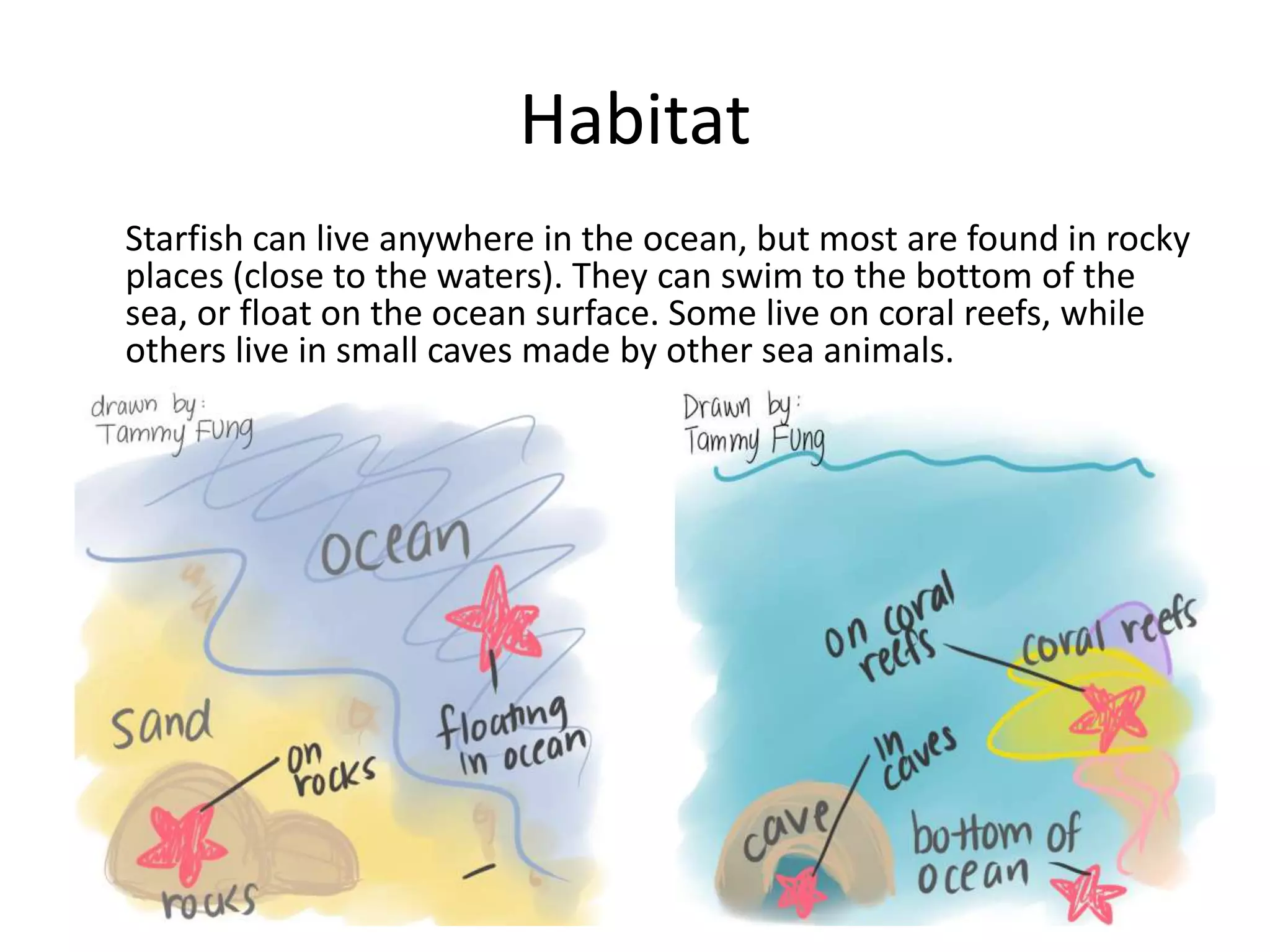 Starfish Children's Book Project | PPT