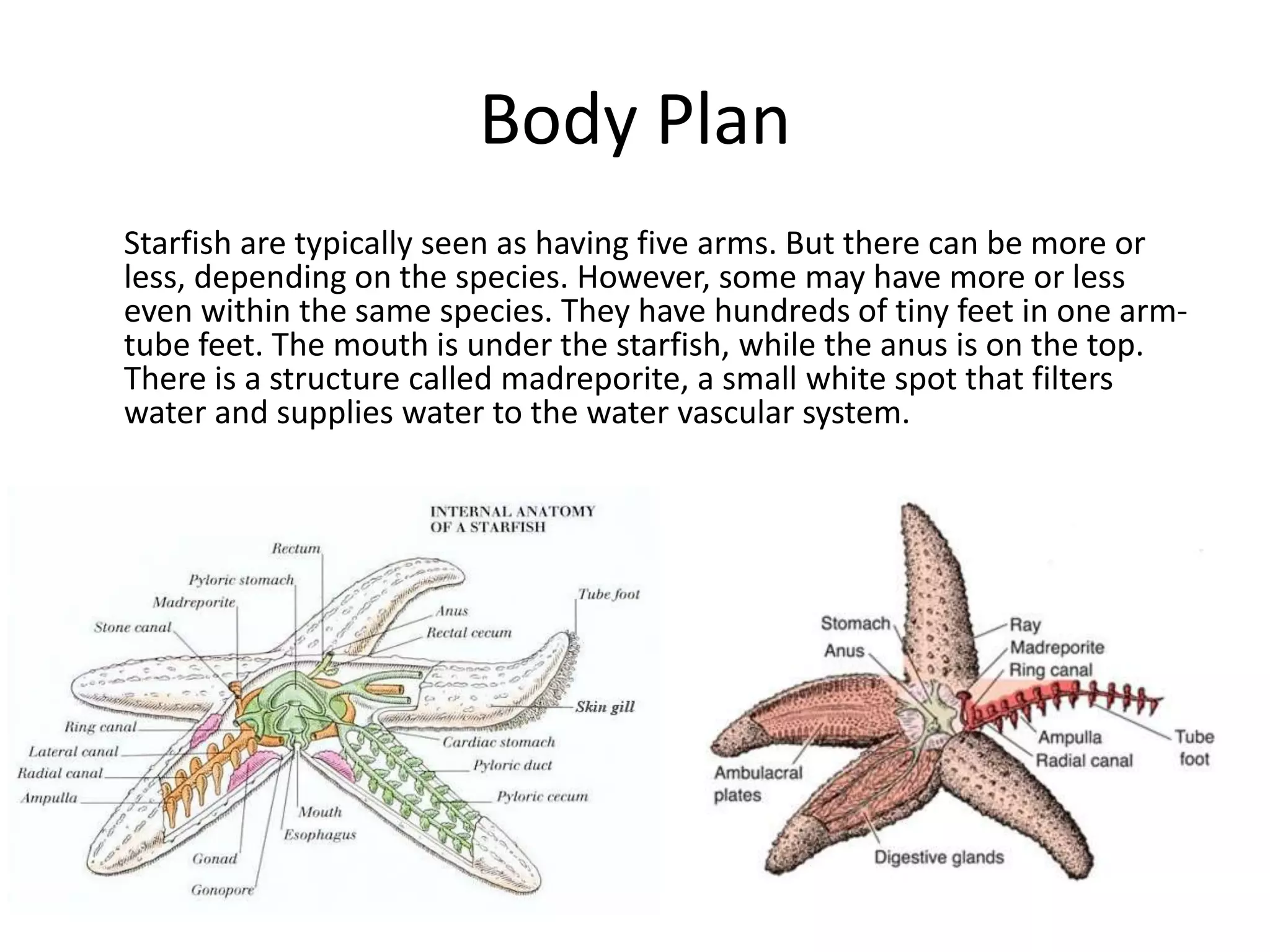 Starfish Children's Book Project | PPTX | Biological Sciences | Science