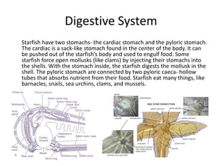 Starfish Children's Book Project | PPTX | Biological Sciences | Science