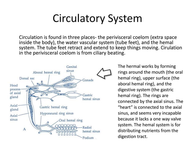 Starfish Children's Book Project | PPTX | Biological Sciences | Science