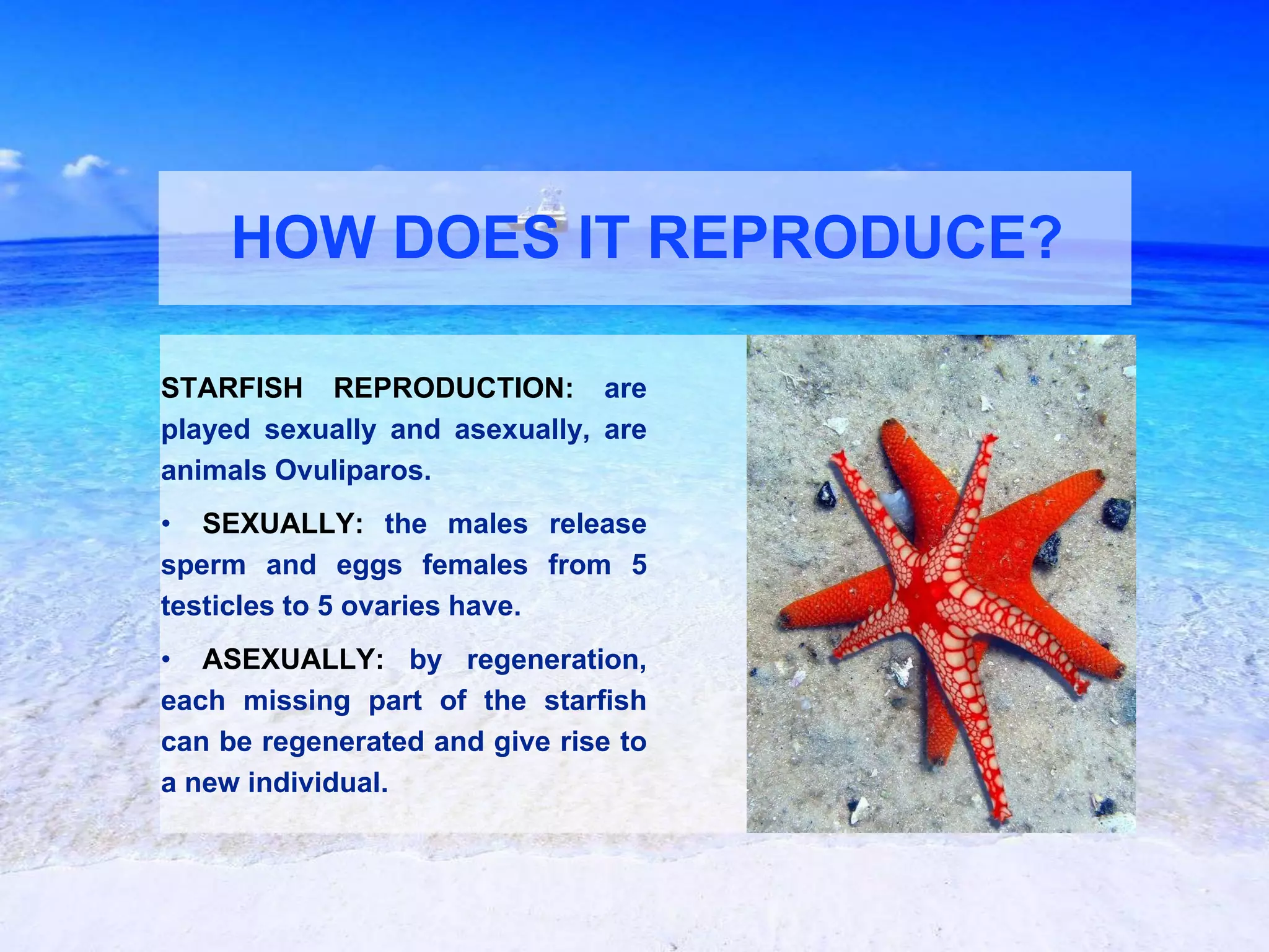 Starfish work power_point | PPTX