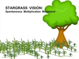 Stargrass Strategy | PPT
