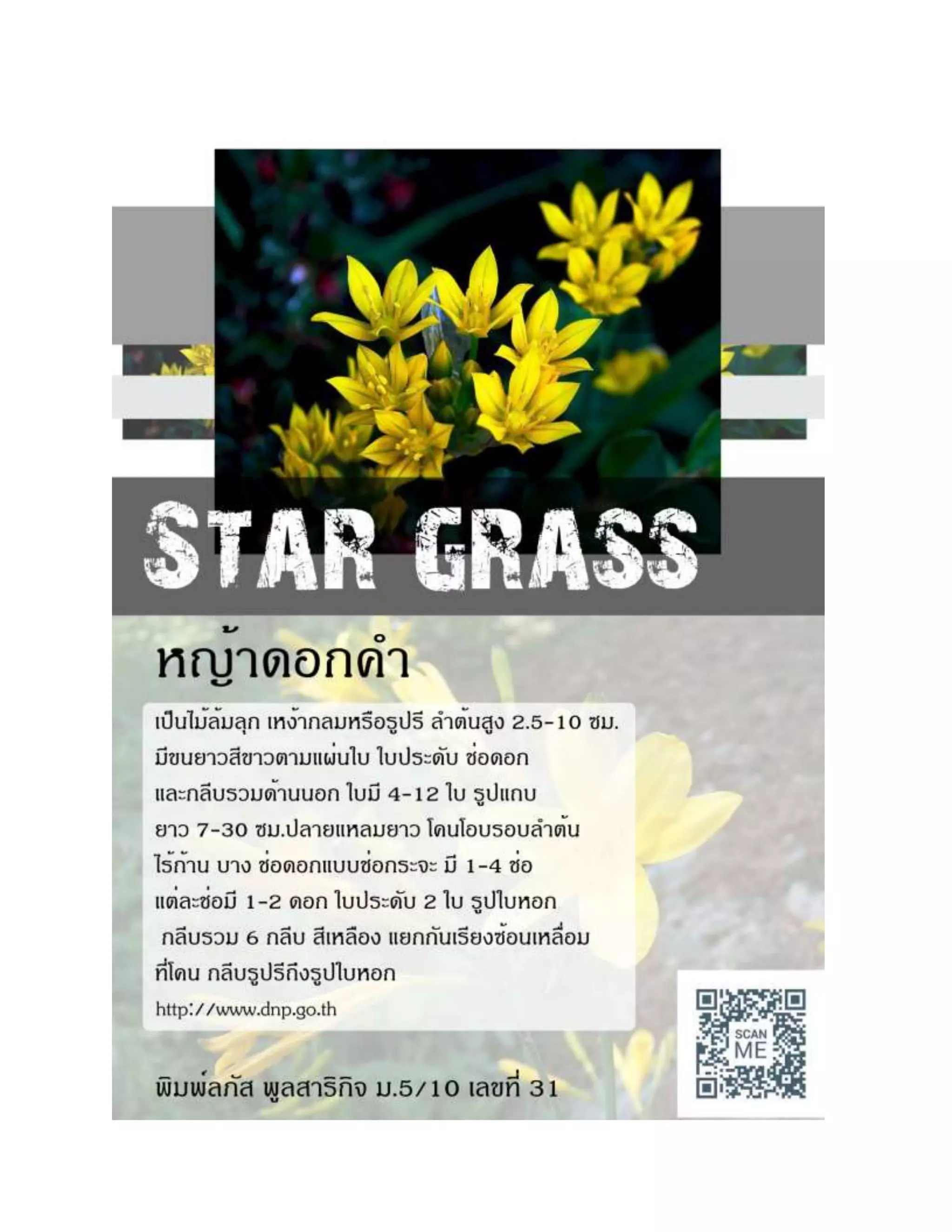 Star grass | DOCX
