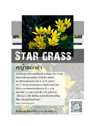 Star grass | PDF