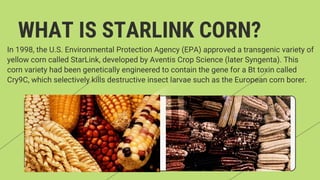 CASE STUDY ABOUT STARLINK CORN CROPS | PDF