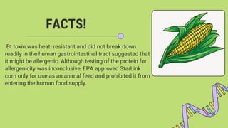 CASE STUDY ABOUT STARLINK CORN CROPS | PDF