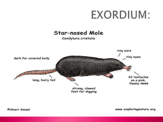 Star Nosed Mole Eyes