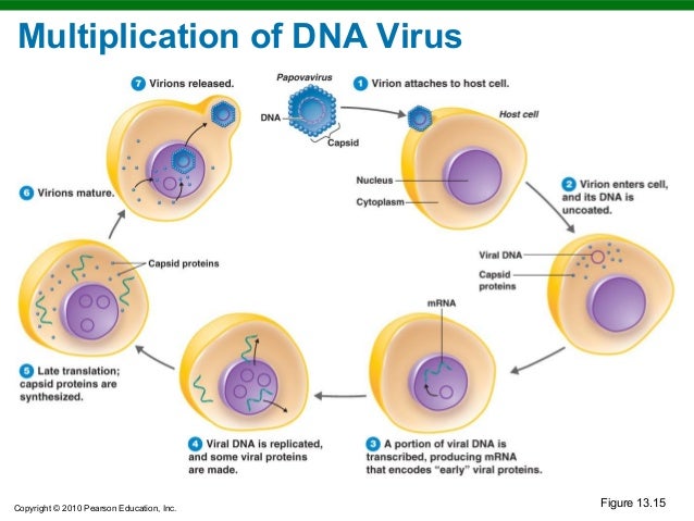 Viruses, Viroids, and Prions