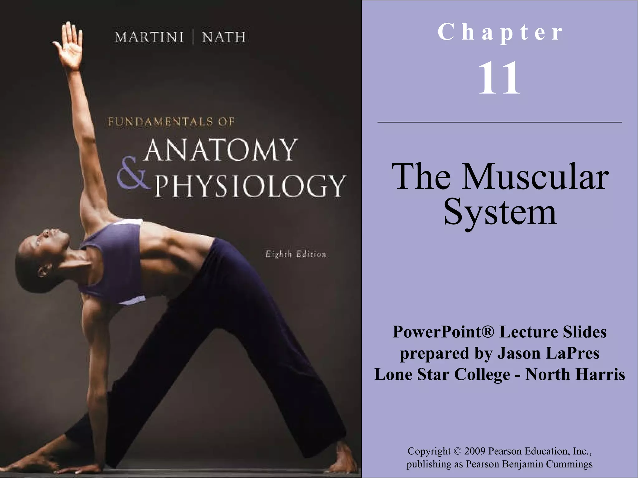 Muscle System BIO102 | PPT