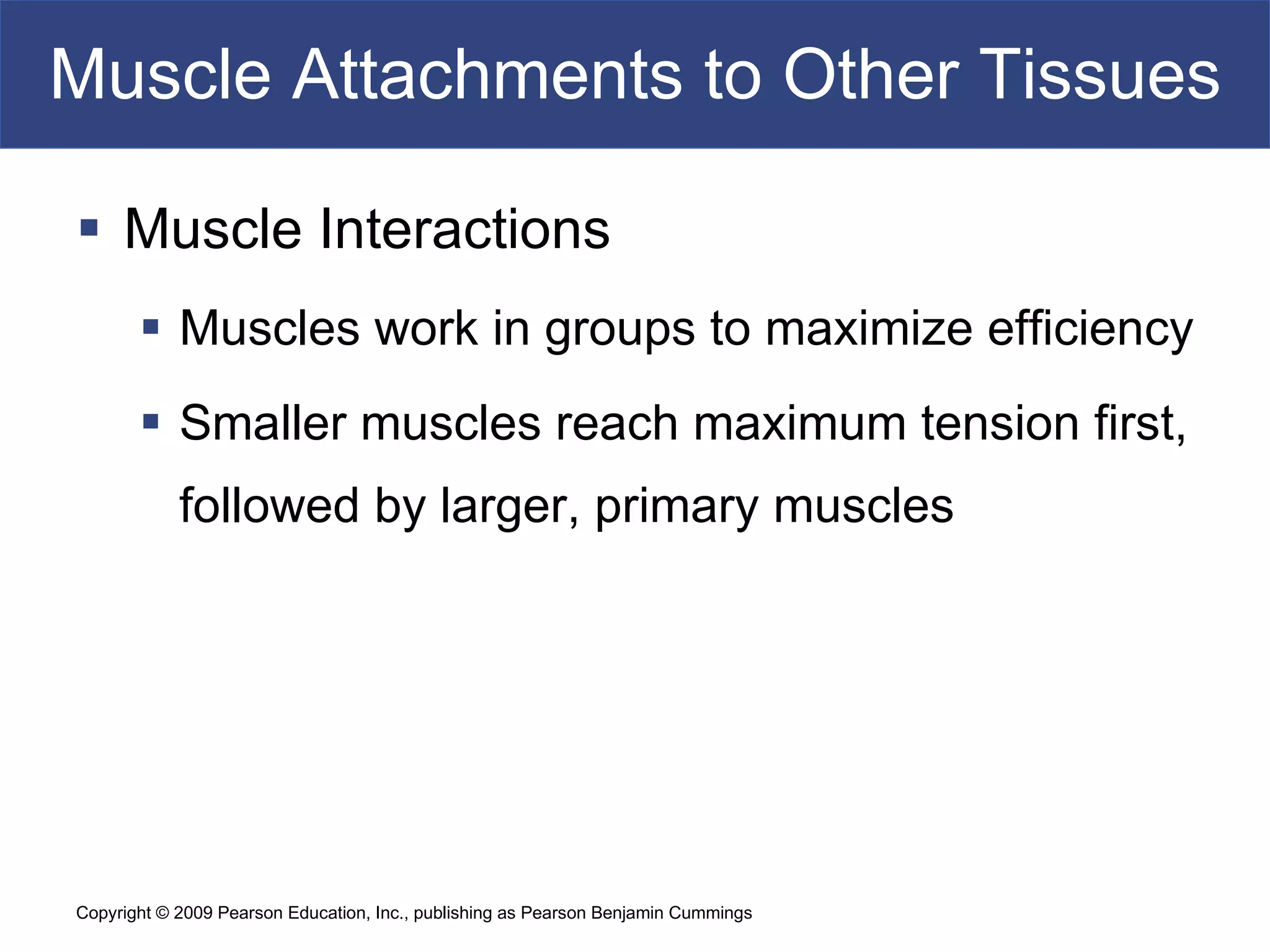 Muscle System BIO102 | PPT
