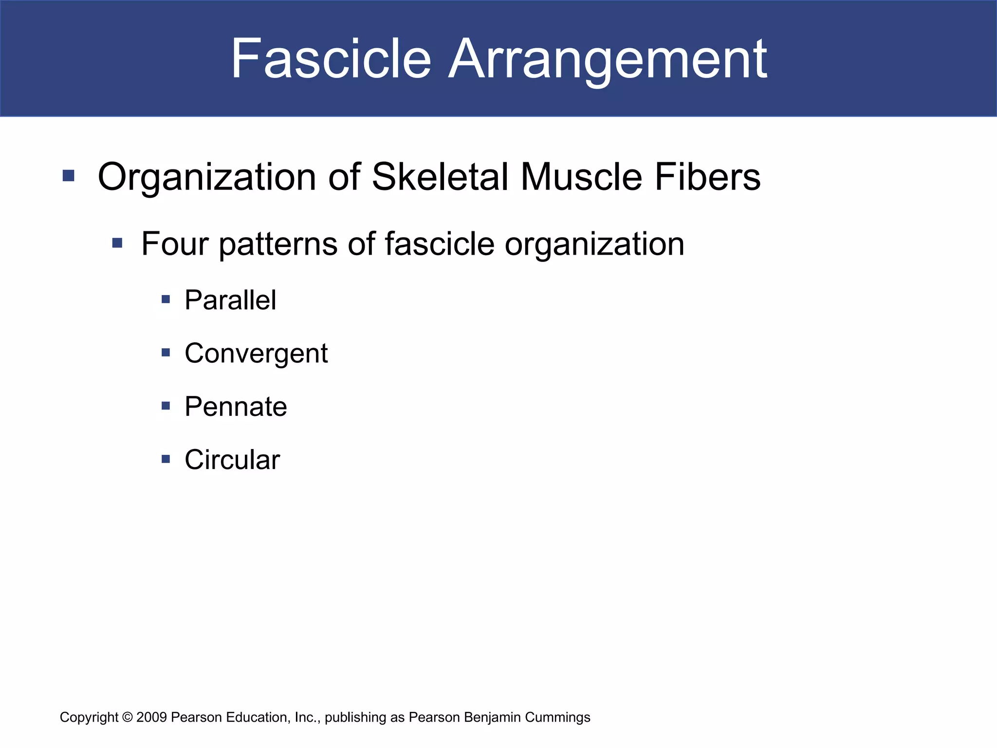 Muscle System BIO102 | PPT