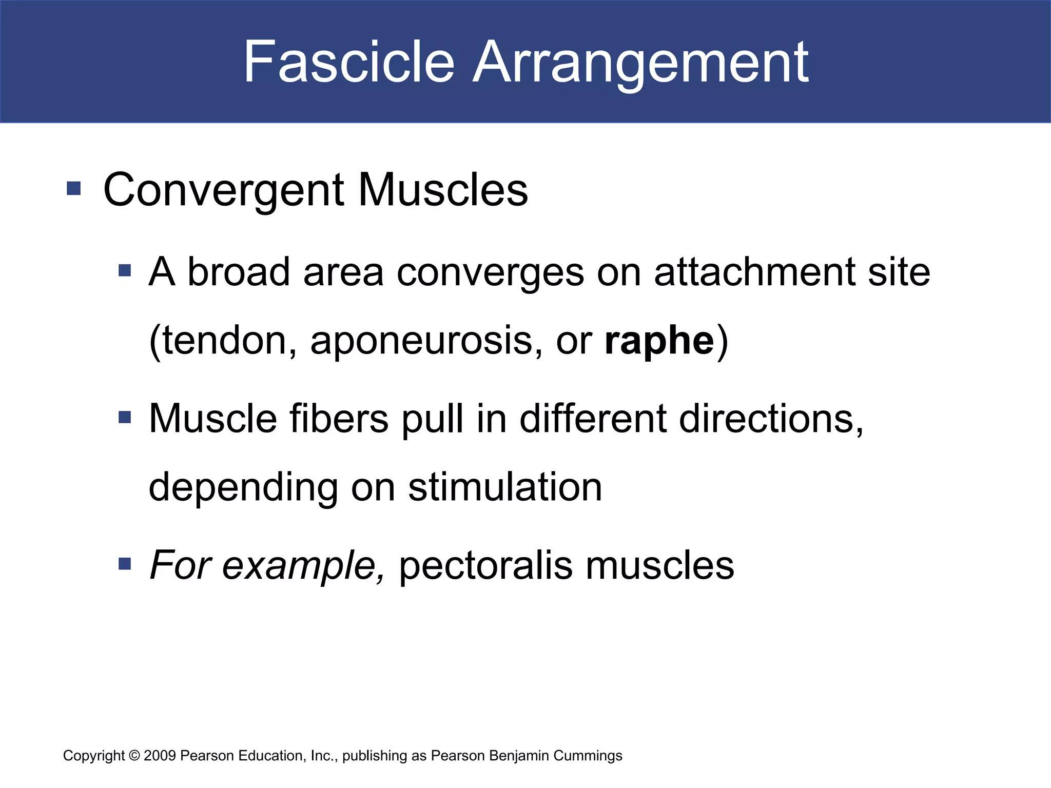 Muscle System BIO102 | PPT