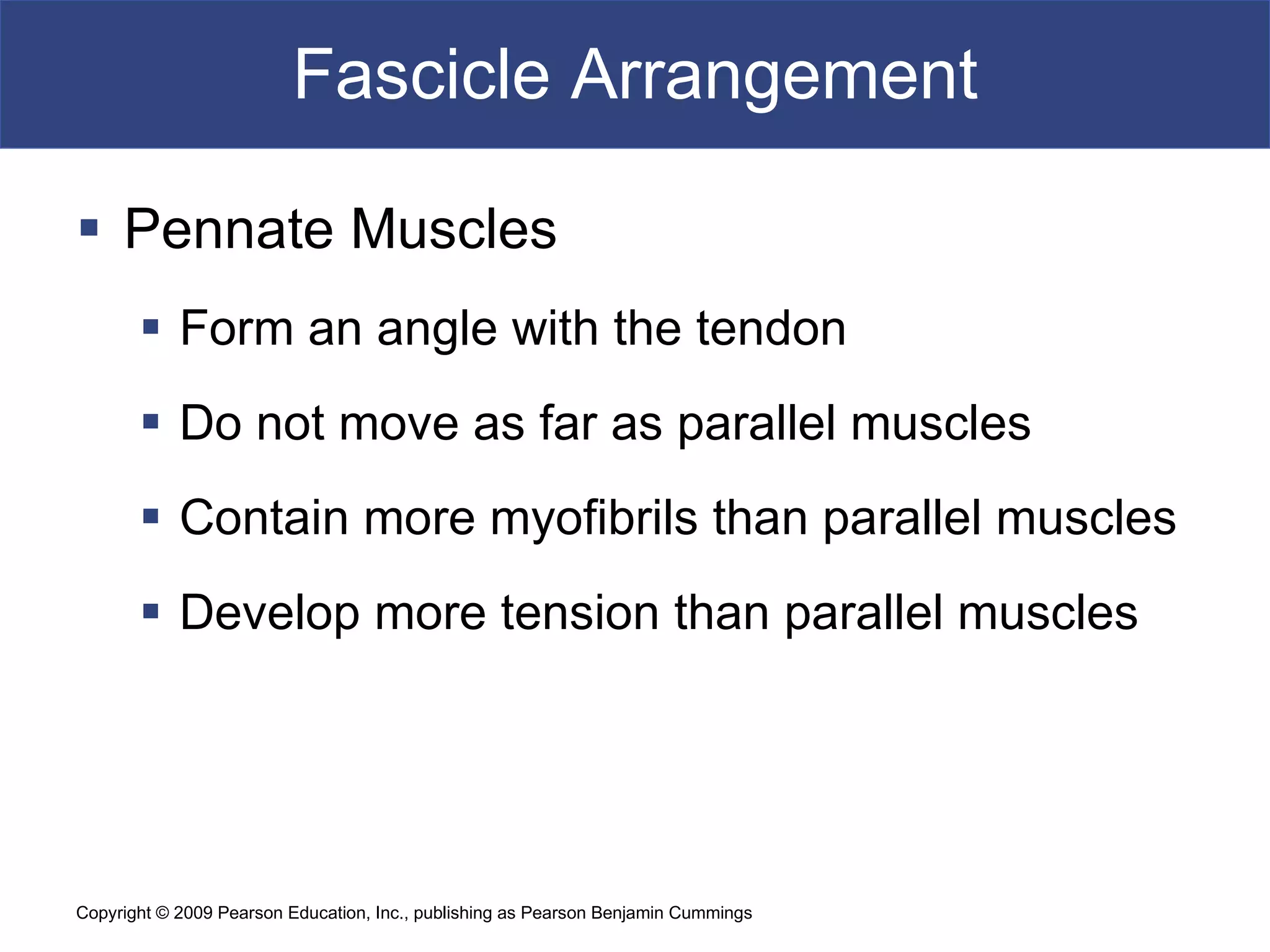 Muscle System BIO102 | PPT