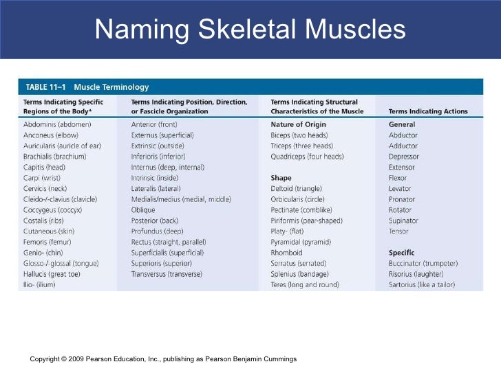 Muscle System BIO102