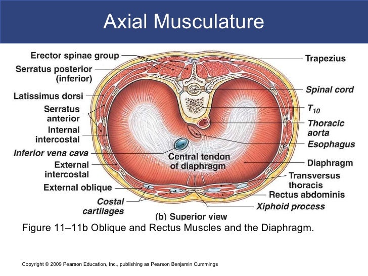 Muscle System BIO102