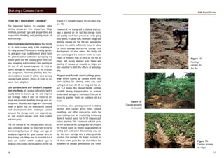 THE BEST WAY OF STARTING A CASSAVA FARM. PDF | PPT