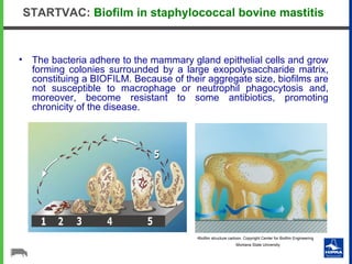 Startvac mechanism of action | PPT