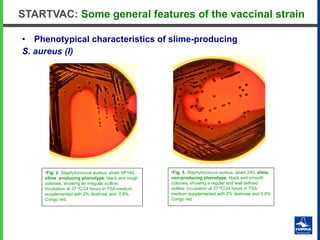 Startvac mechanism of action | PPT