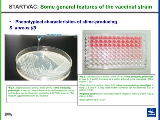 Startvac mechanism of action | PPT