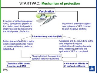 Startvac mechanism of action | PPT