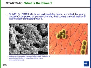 Startvac mechanism of action | PPT