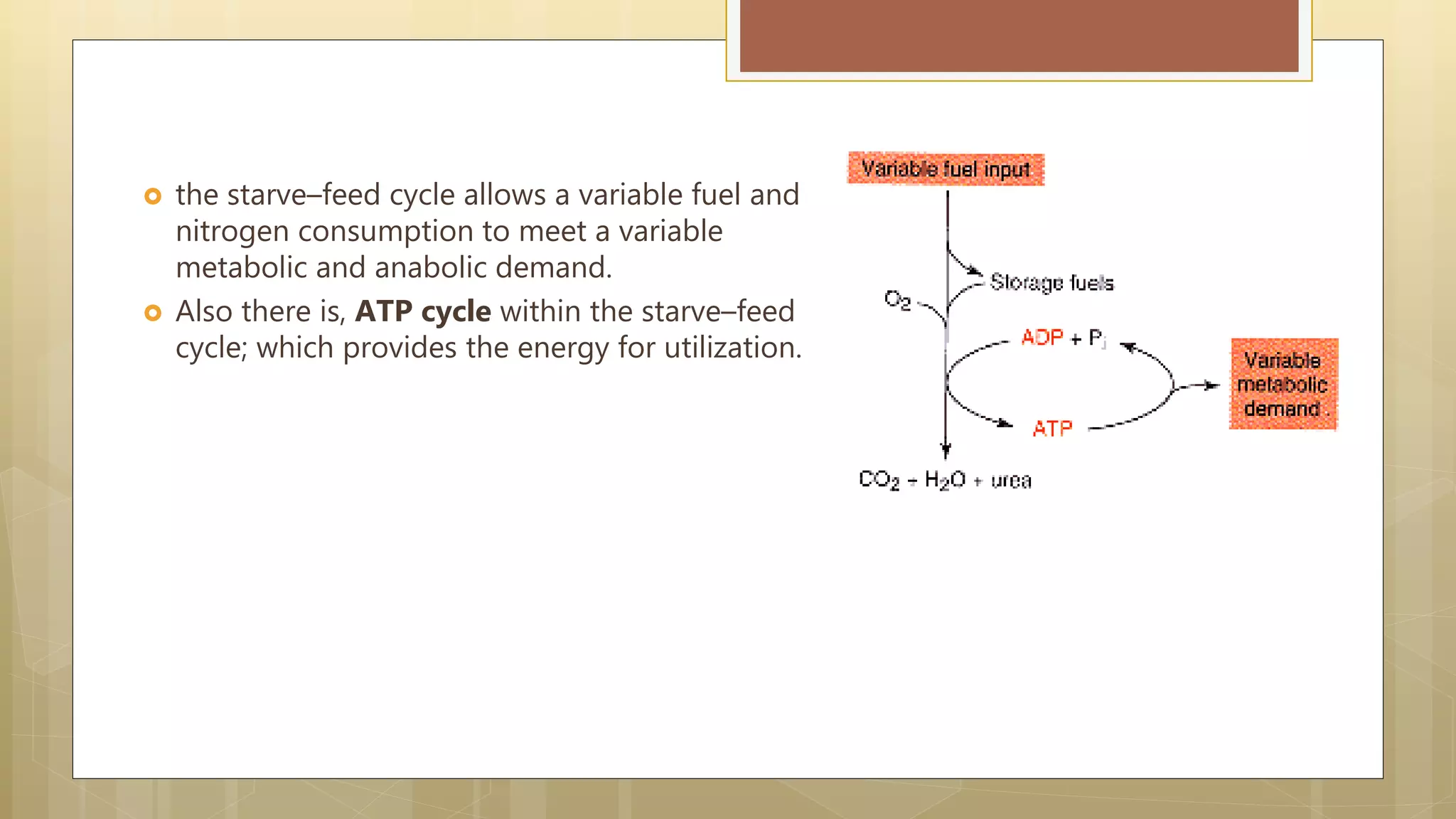 Starve feed cycle | PPTX