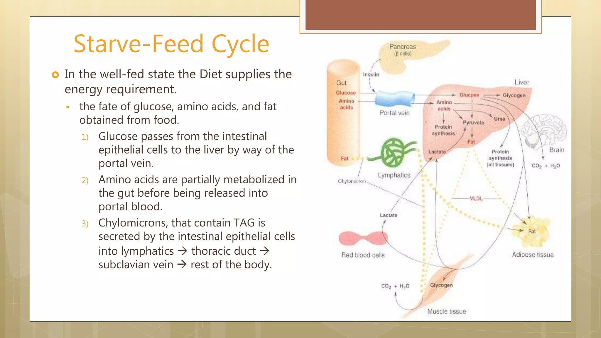 Starve feed cycle | PPTX