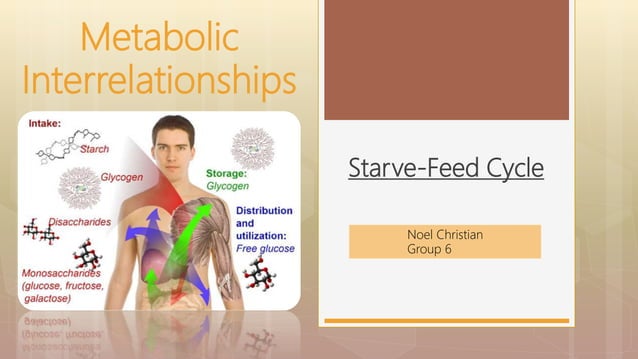 Starve feed cycle | PPTX | Endocrine and Metabolic Diseases | Diseases ...