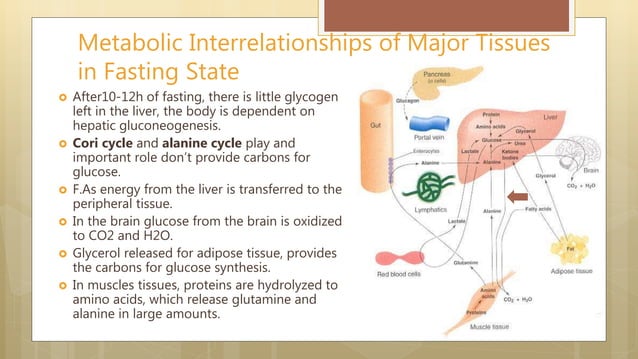Starve feed cycle | PPTX | Endocrine and Metabolic Diseases | Diseases ...