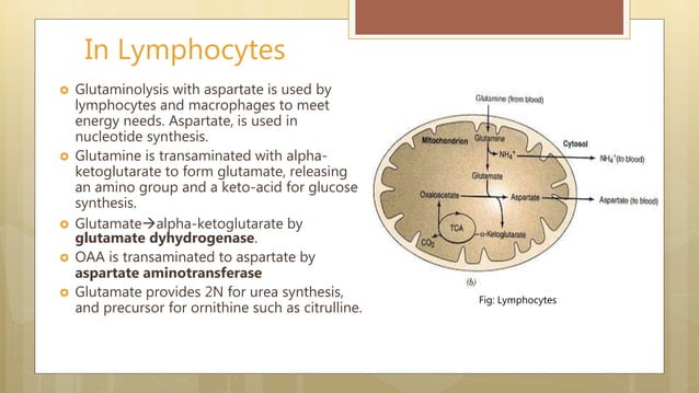 Starve feed cycle | PPTX | Endocrine and Metabolic Diseases | Diseases ...