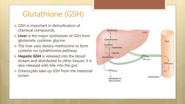 Starve feed cycle | PPTX | Endocrine and Metabolic Diseases | Diseases ...
