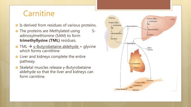 Starve feed cycle | PPTX | Endocrine and Metabolic Diseases | Diseases ...