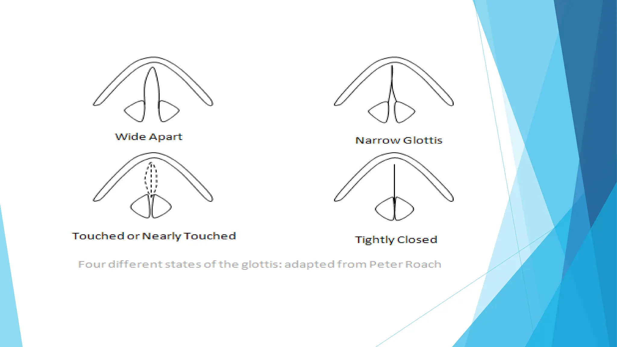 State of Glottis and Position of Velum.PPTX