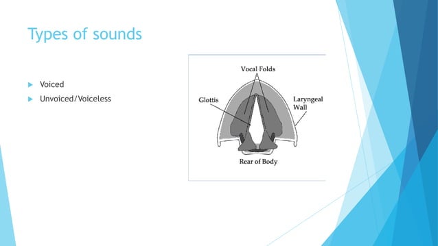 State of Glottis and Position of Velum.PPTX