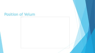 State of Glottis and Position of Velum.PPTX
