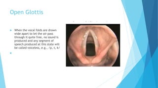 State of Glottis and Position of Velum.PPTX