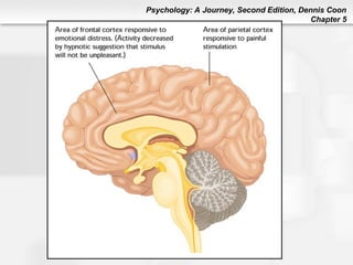 States of consciousness, sleep stages and drugs.ppt