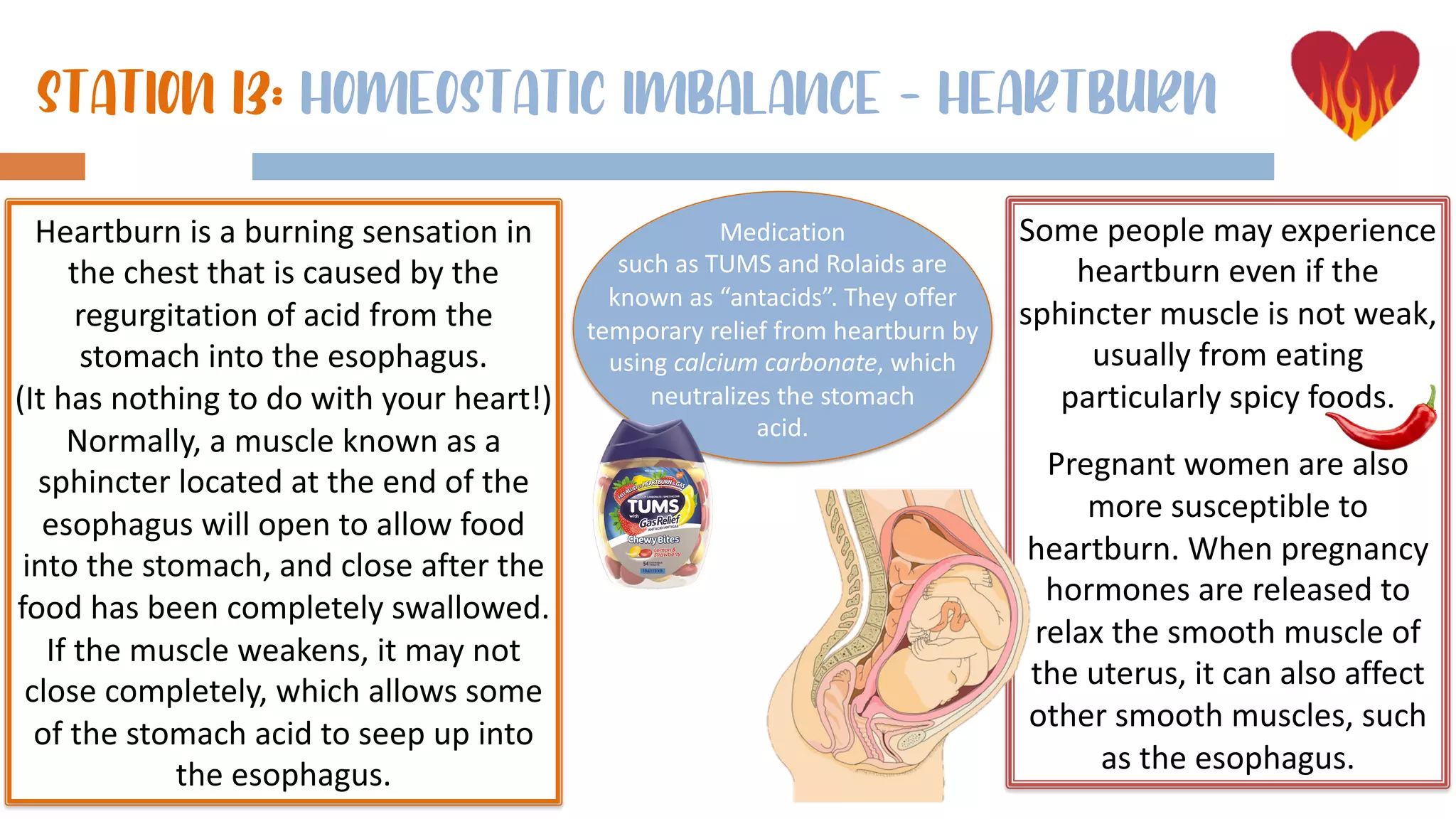 Station 13 digestive system | PDF