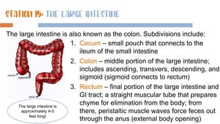 Station 15 digestive system | PDF