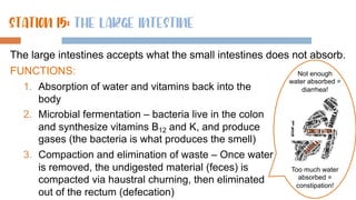 Station 15 digestive system | PDF