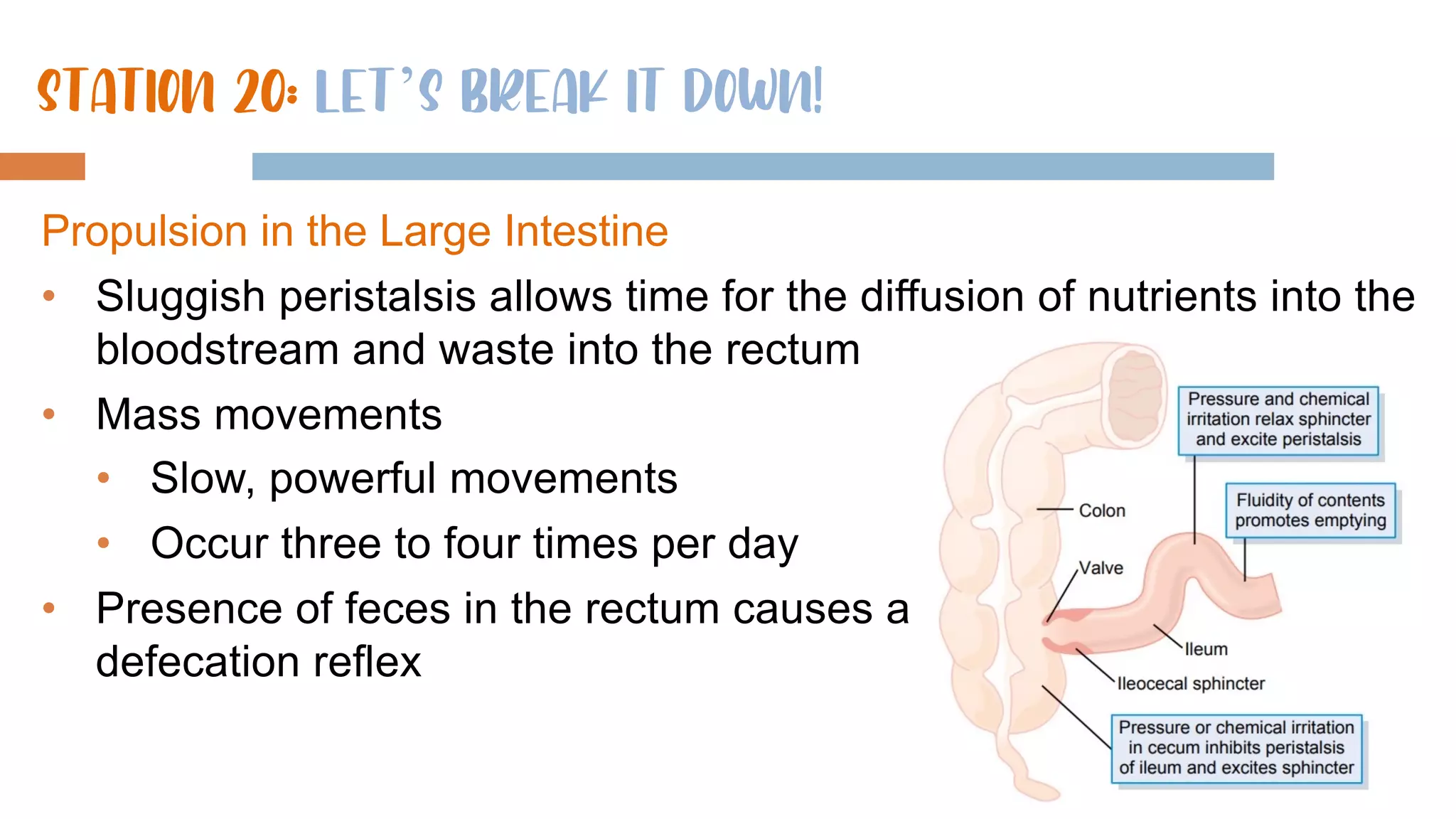 Station 20 digestive system | PDF