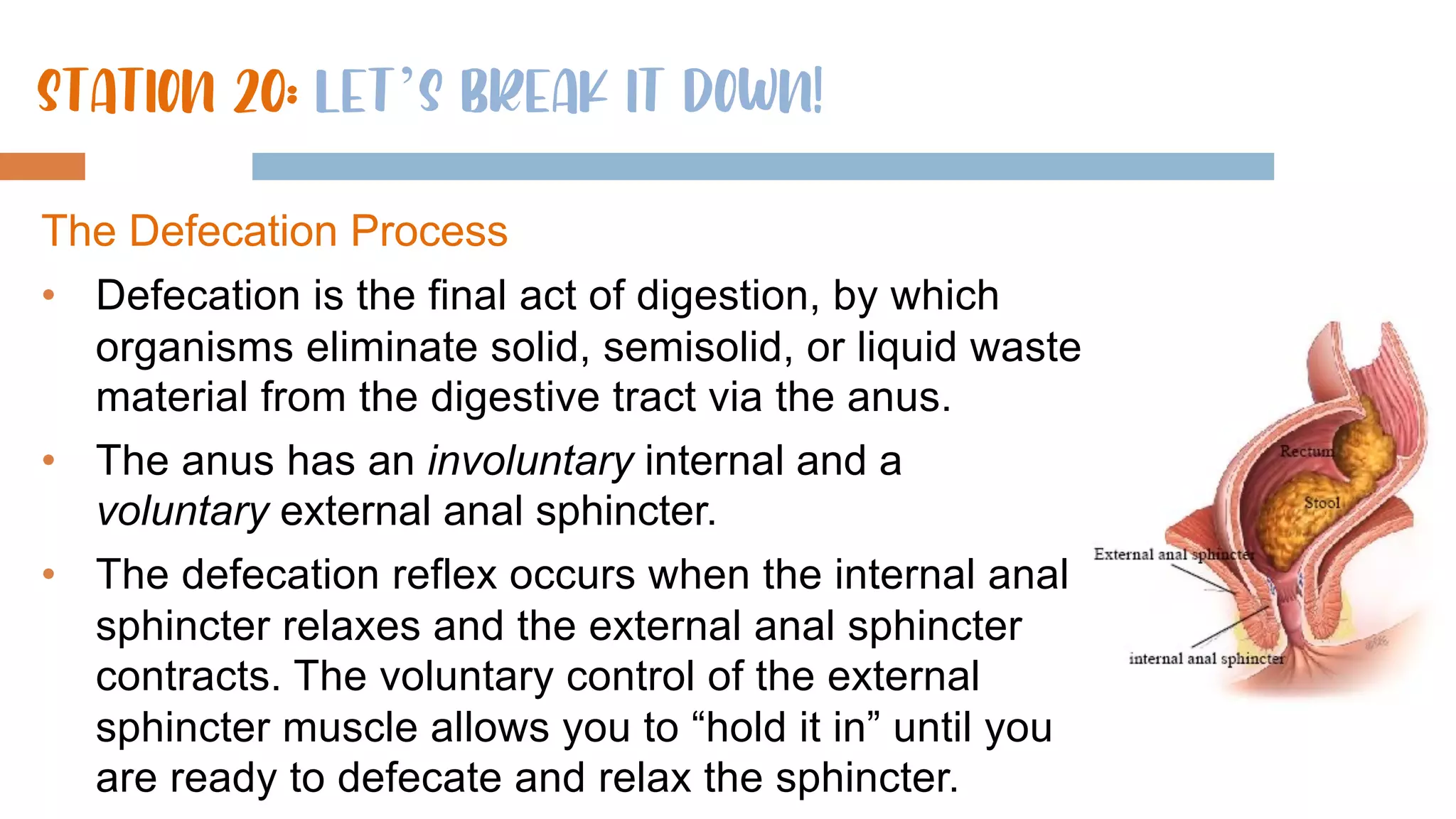 Station 20 digestive system | PDF