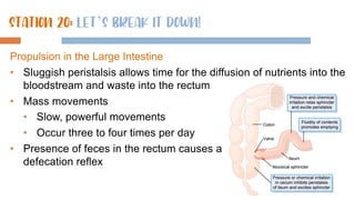 Station 20 digestive system | PDF