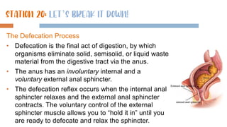 Station 20 digestive system | PDF